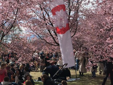 Celebrating Hanami in Finland – Elävän perinnön wikiluettelo